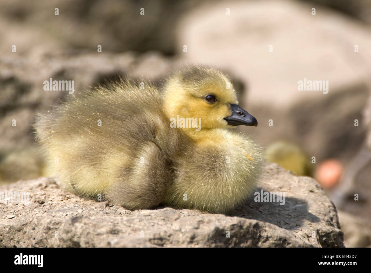 Fuzzy duckling hi-res stock photography and images - Alamy