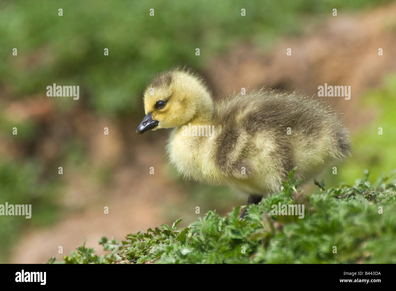 Fuzzy duckling hi-res stock photography and images - Alamy