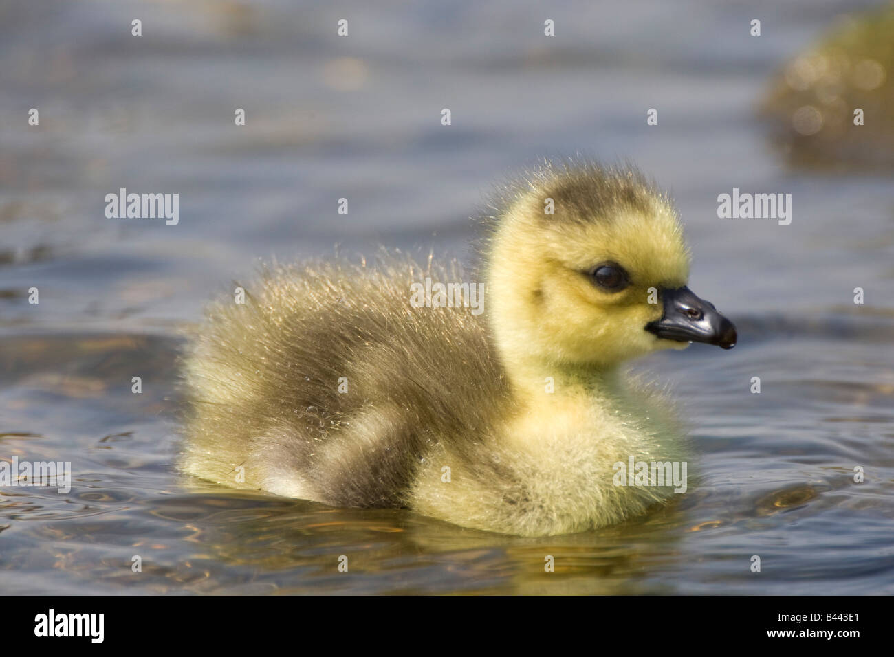 Fuzzy duckling hi-res stock photography and images - Alamy