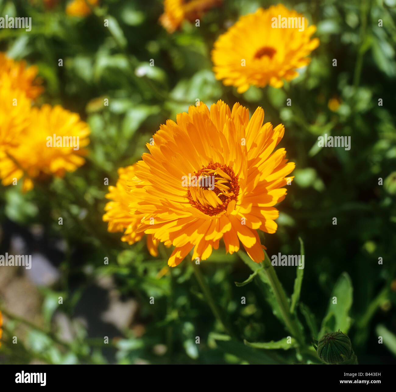 pot marigold / Calendula officinalis Stock Photo - Alamy