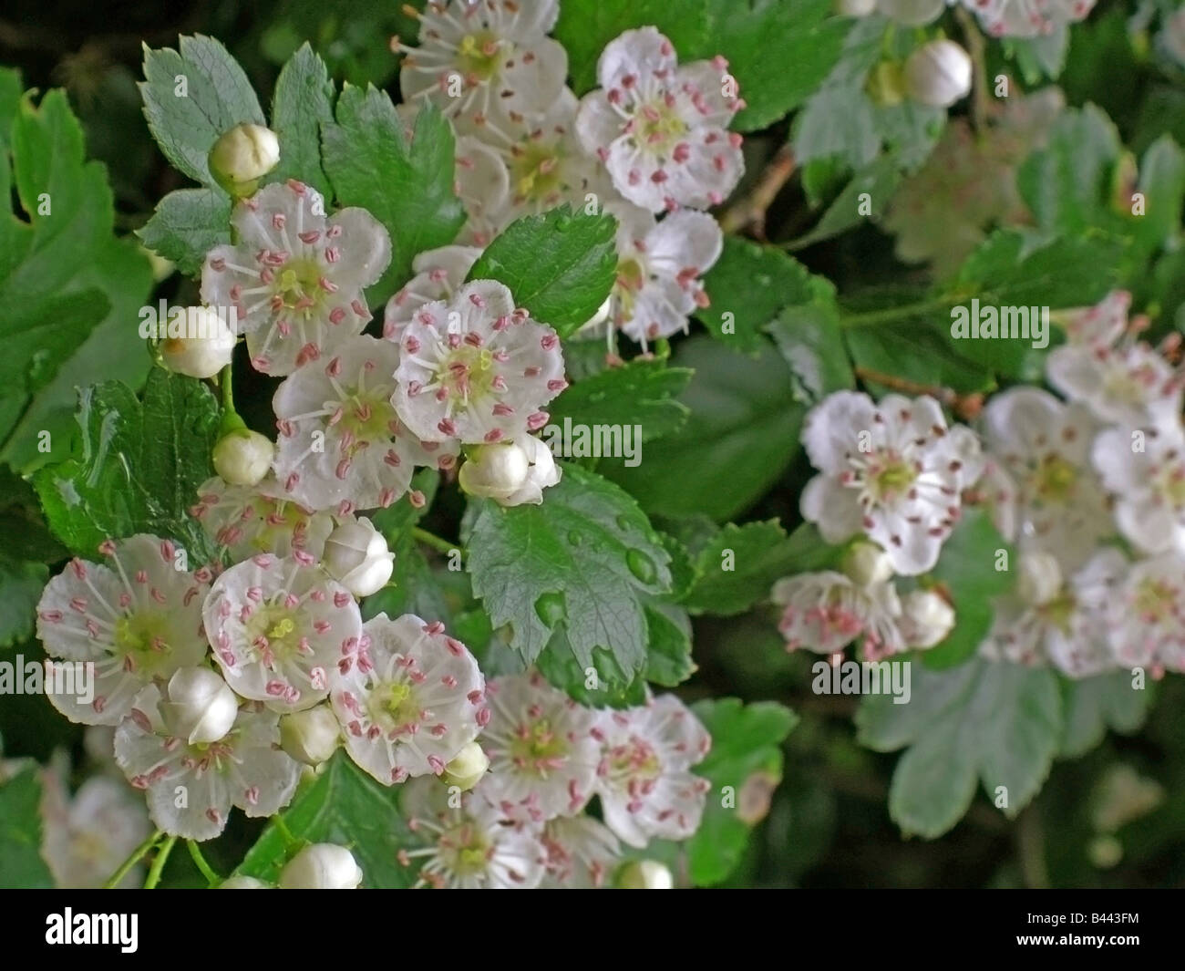 Common Hawthorn - blossoms Stock Photo - Alamy