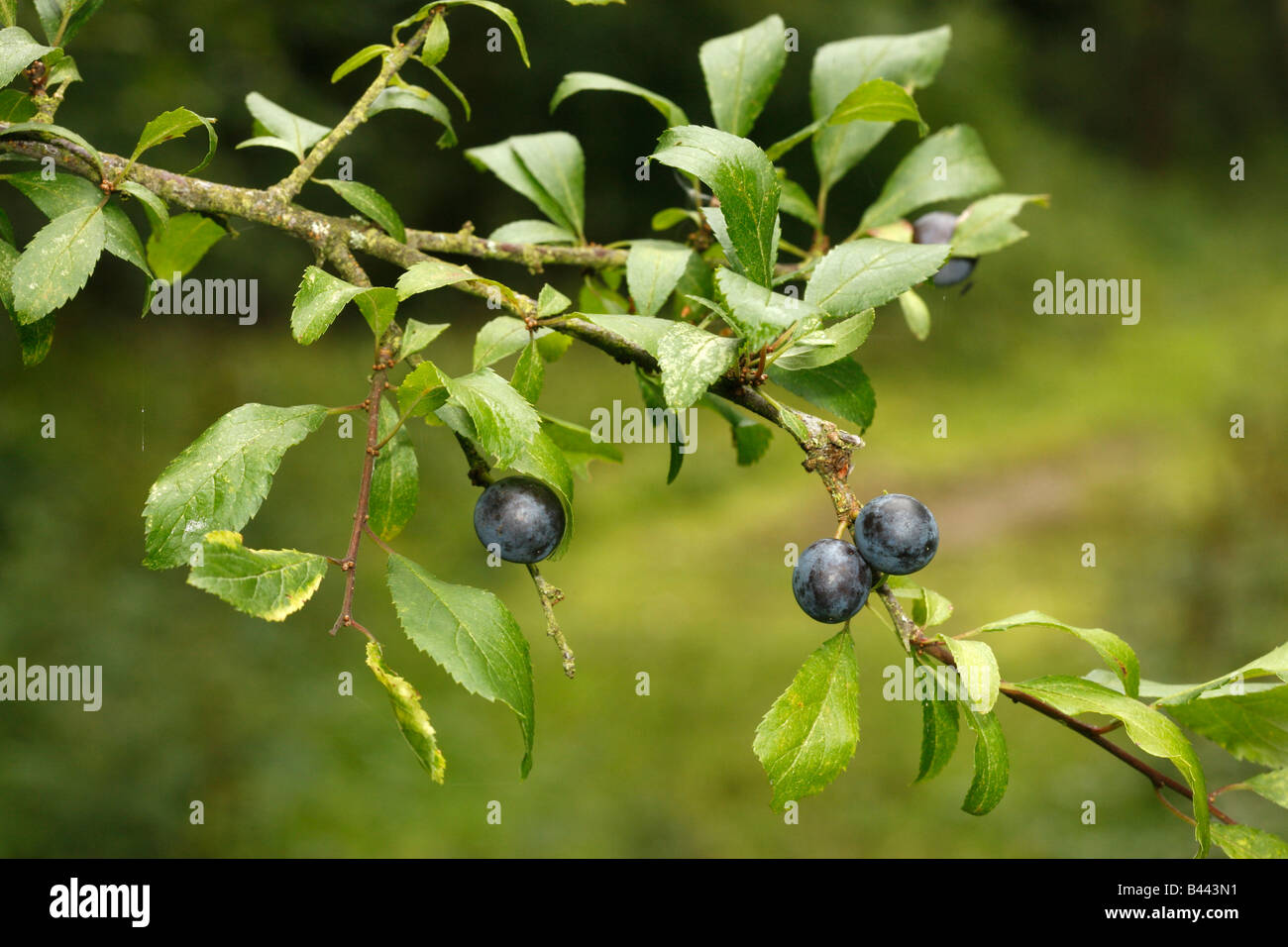Uk prunus spinosa hi-res stock photography and images - Alamy