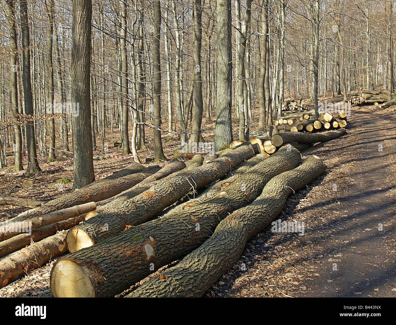 cut down tree trunks in the forest Stock Photo - Alamy