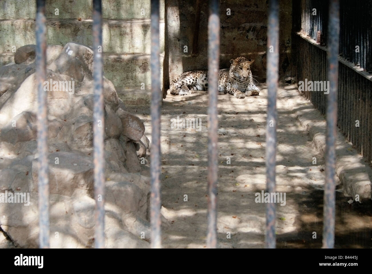 A leopard sits alone in a concrete enclosure in a zoo Stock Photo - Alamy