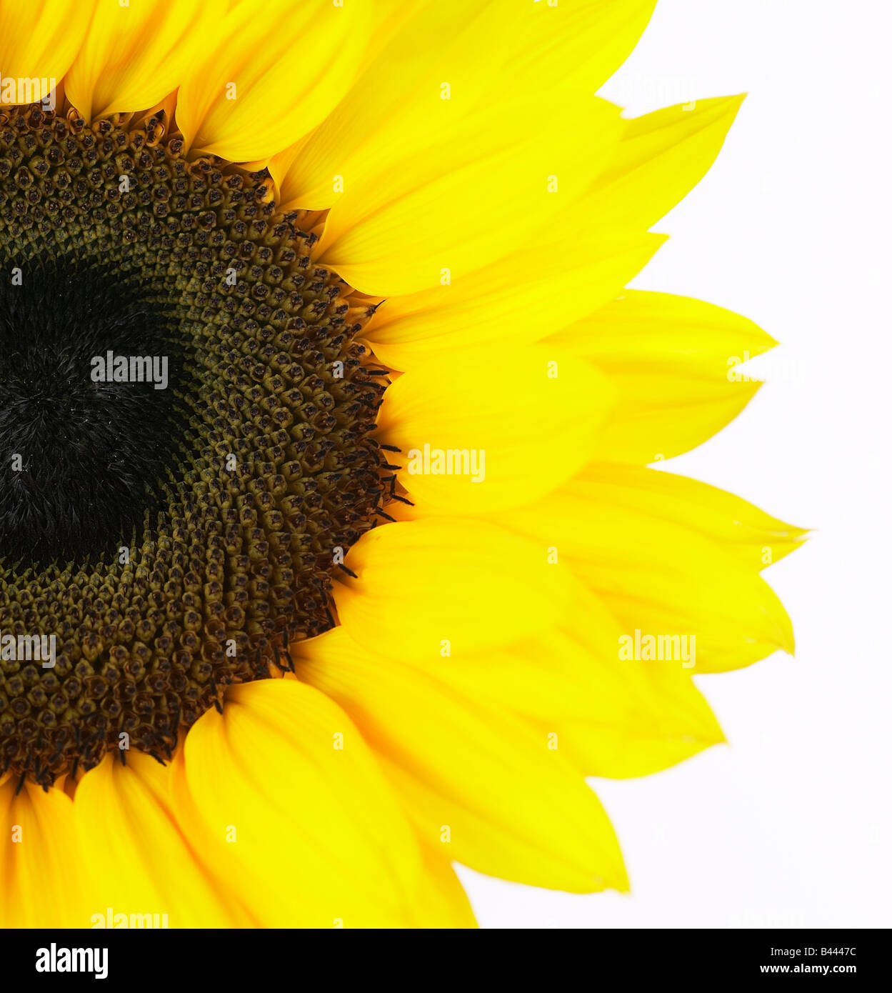 Yellow Helianthus Sunflower Stock Photo - Alamy