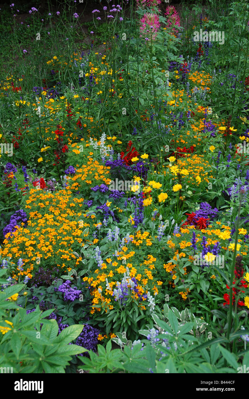 colourful wild flowers Stock Photo - Alamy
