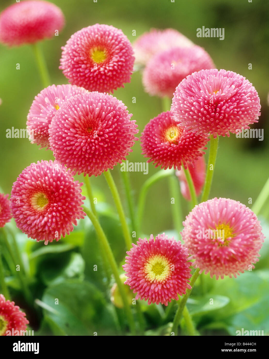 Bellis rosa hi-res stock photography and images - Alamy