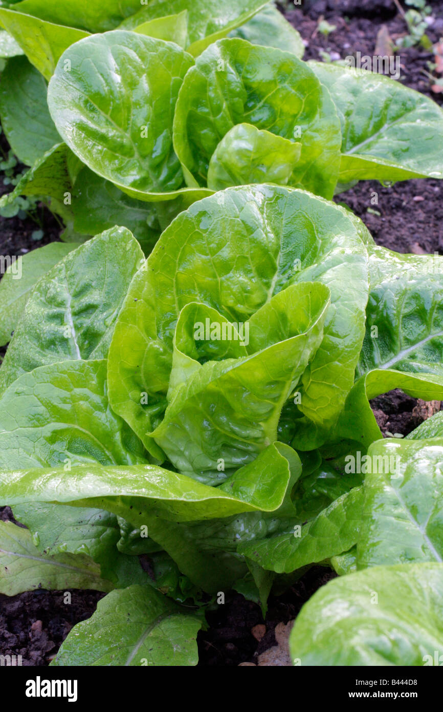 Lettuce little gem hi-res stock photography and images - Alamy