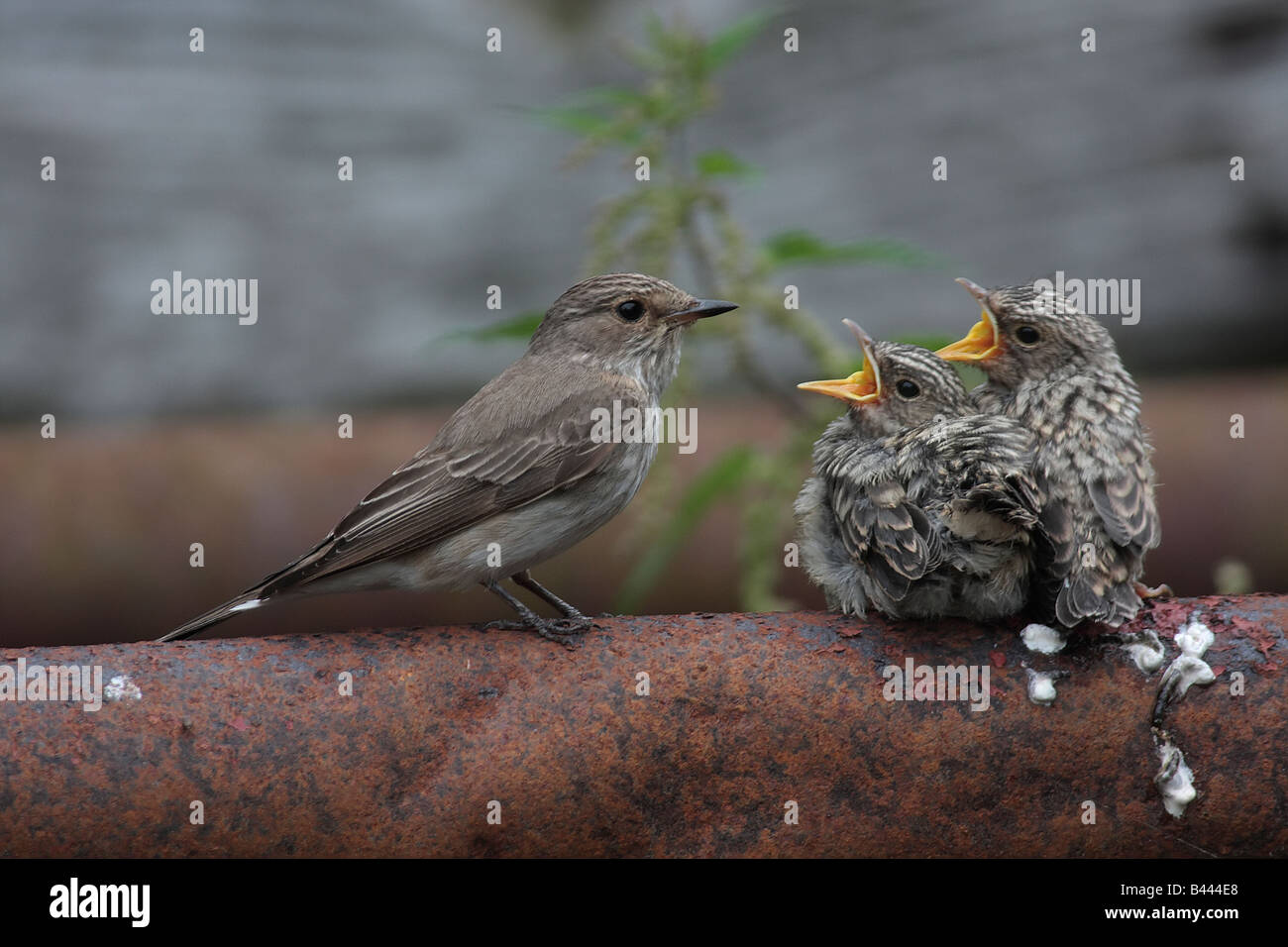 Spotted Flycatcher feeding chicks Stock Photo - Alamy