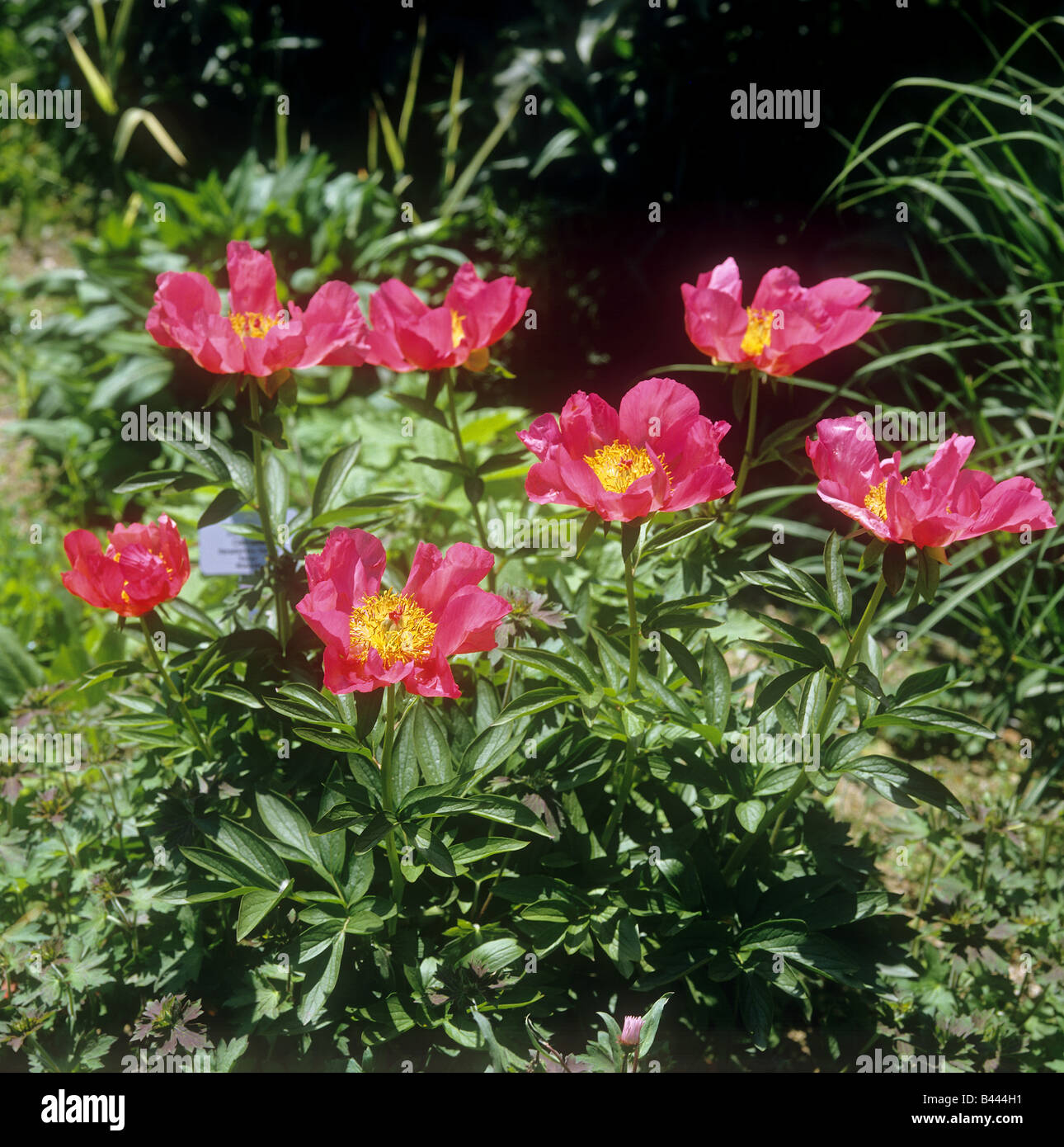 Chinese paeony hi-res stock photography and images - Alamy