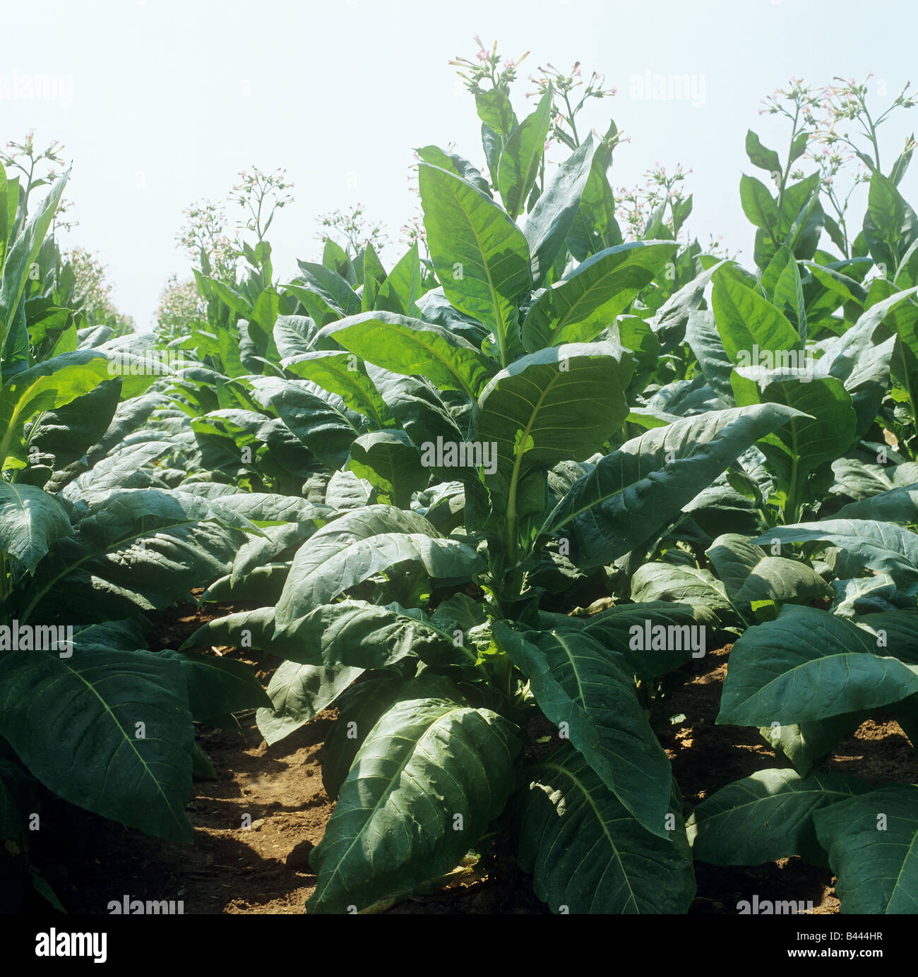 tobacco plant - blooming Stock Photo - Alamy