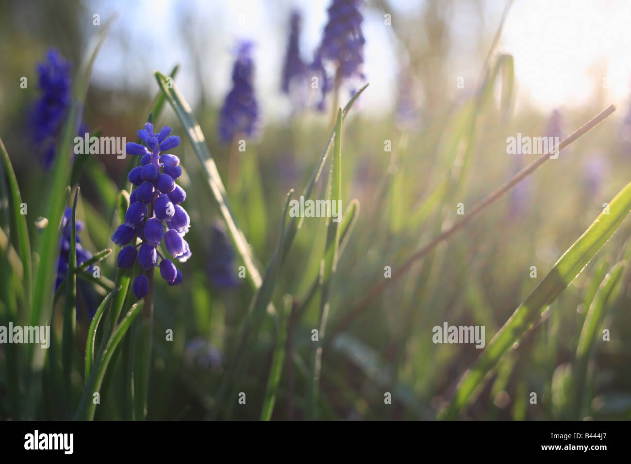 Grape hyacinths in the rear light Stock Photo - Alamy