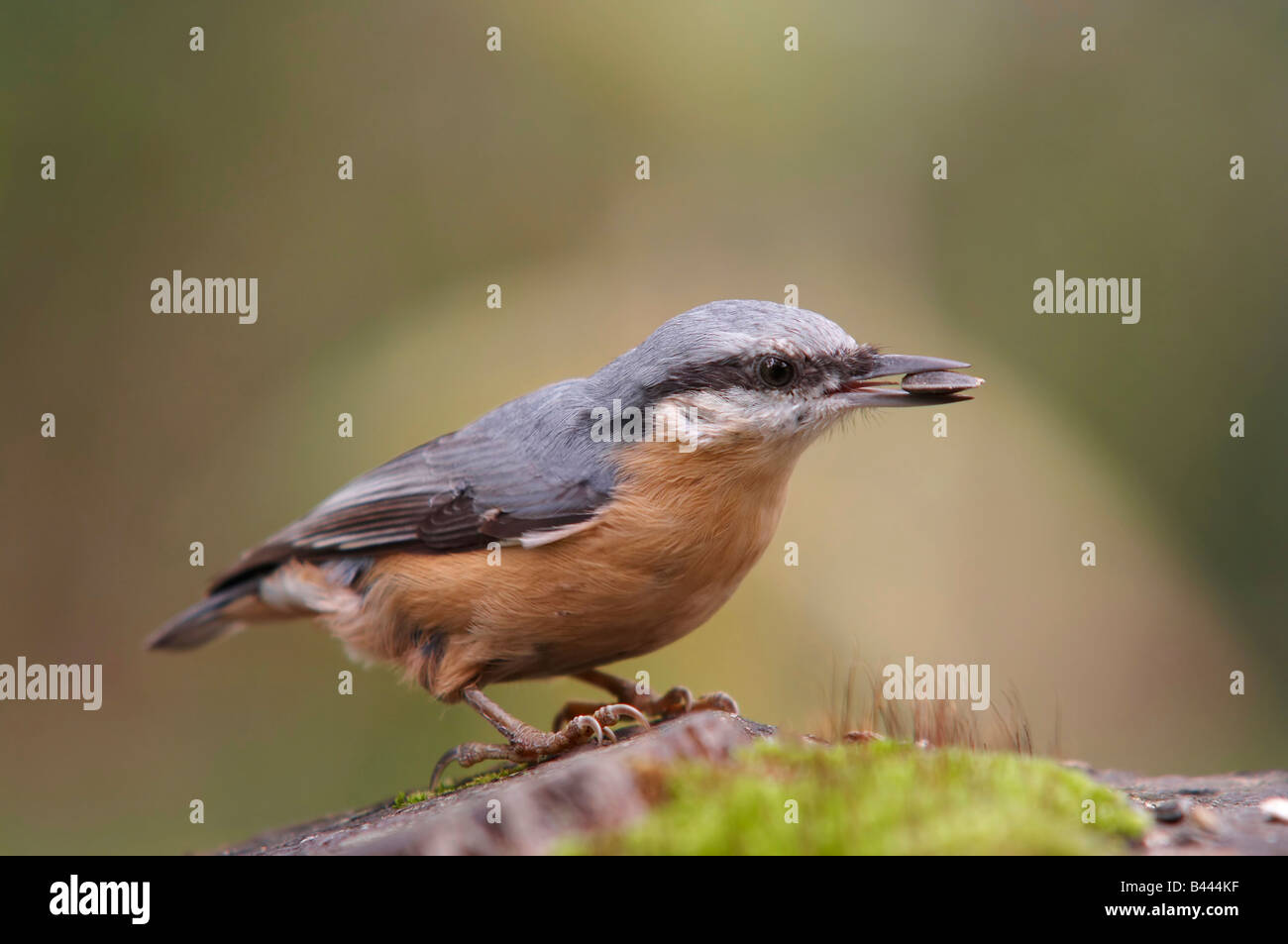 glutton - detail of the nuthack with grain in the beak Stock Photo - Alamy