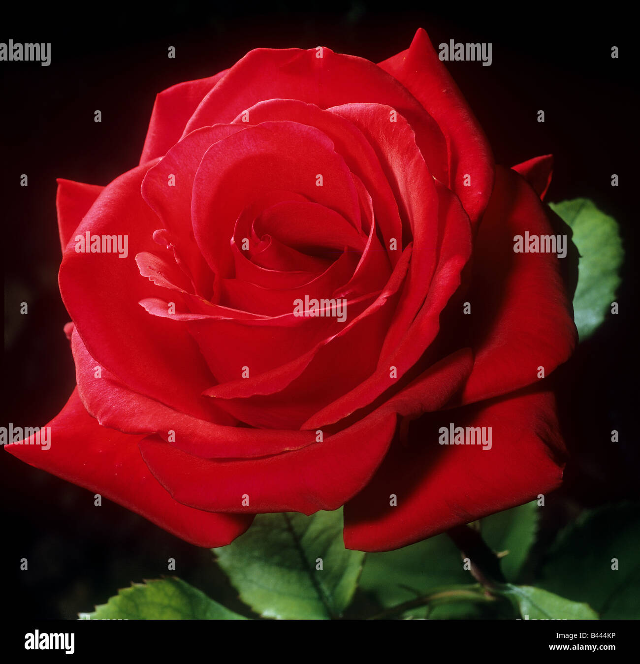 Rose - blossom Stock Photo - Alamy