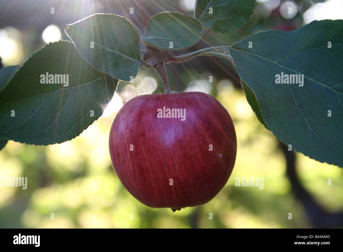 Rear tree hi-res stock photography and images - Alamy