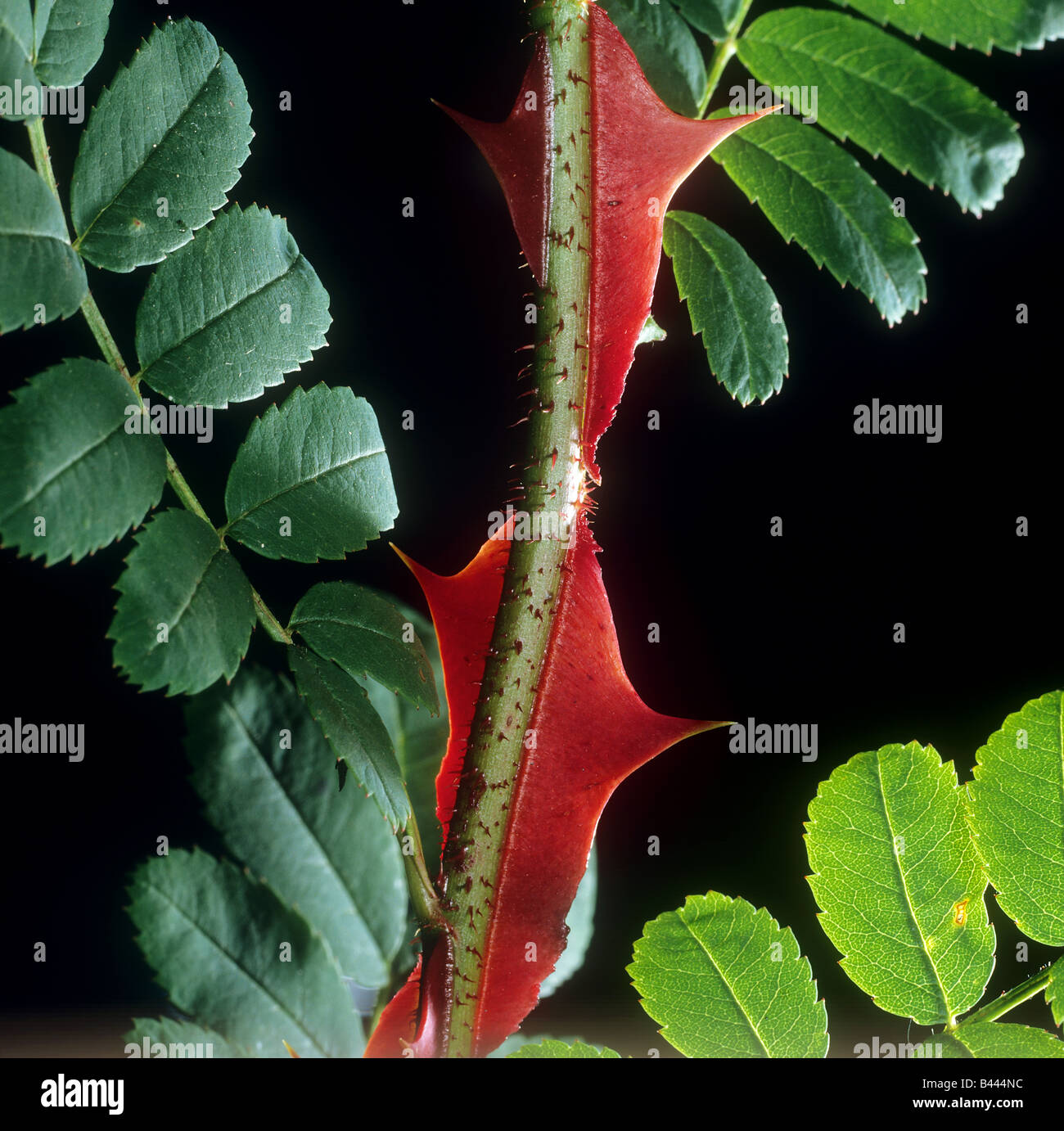 rose - thorns Stock Photo - Alamy