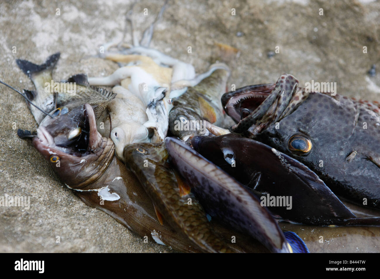 Multiple catch hi-res stock photography and images - Alamy