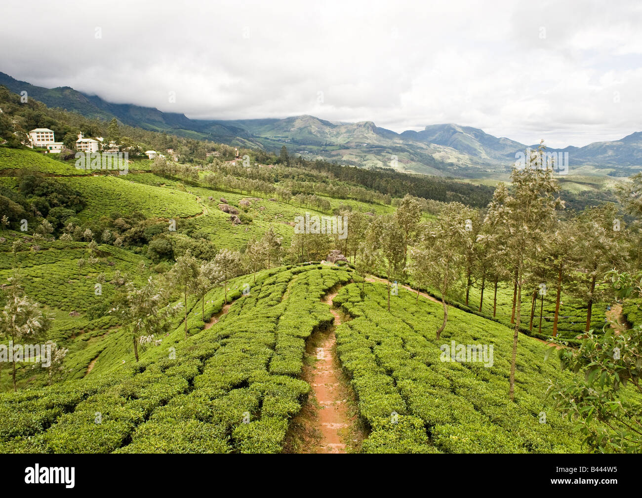 Large tea plantations in the highlands of southern India cover miles of ...