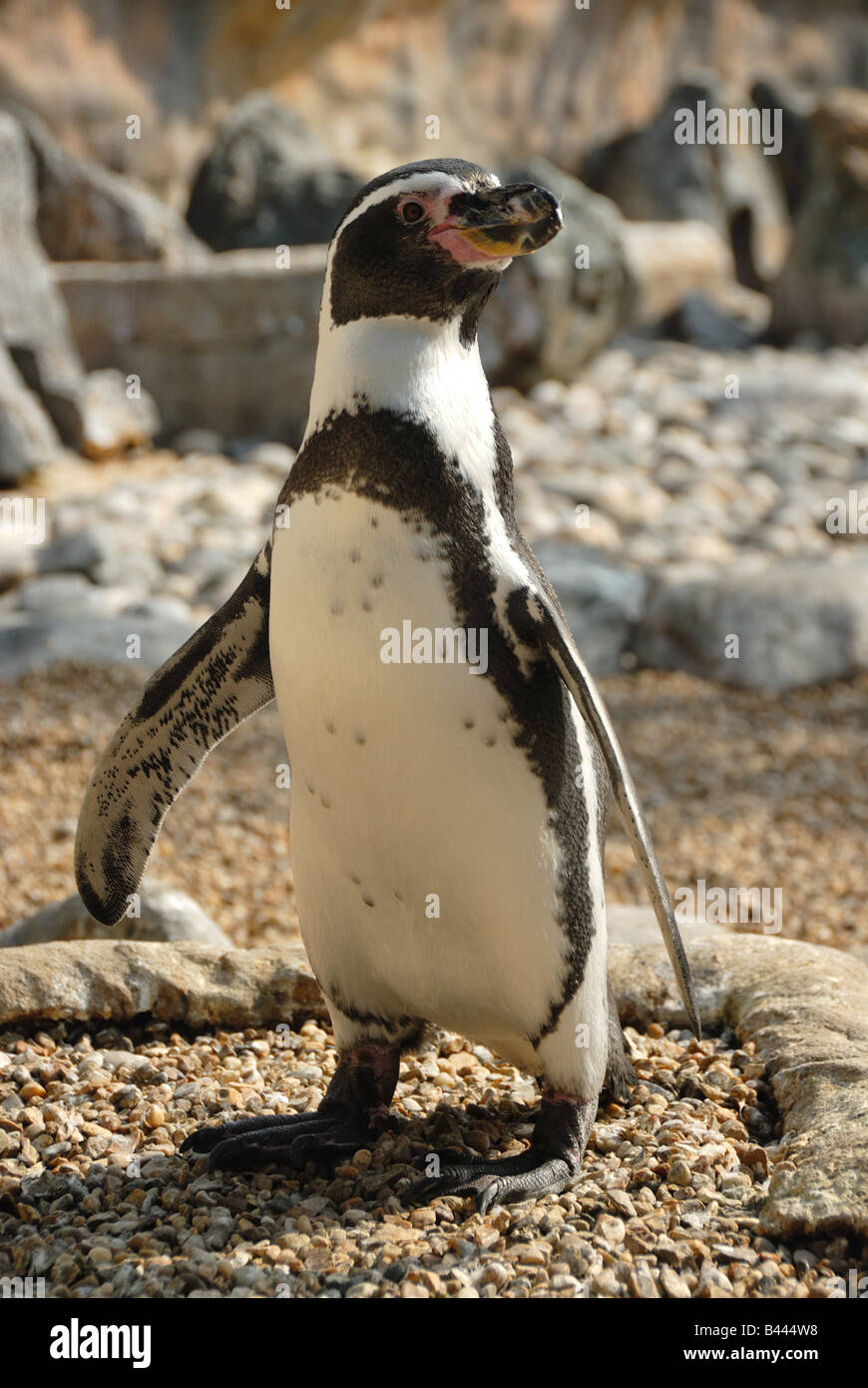 Penguins up close hi-res stock photography and images - Alamy