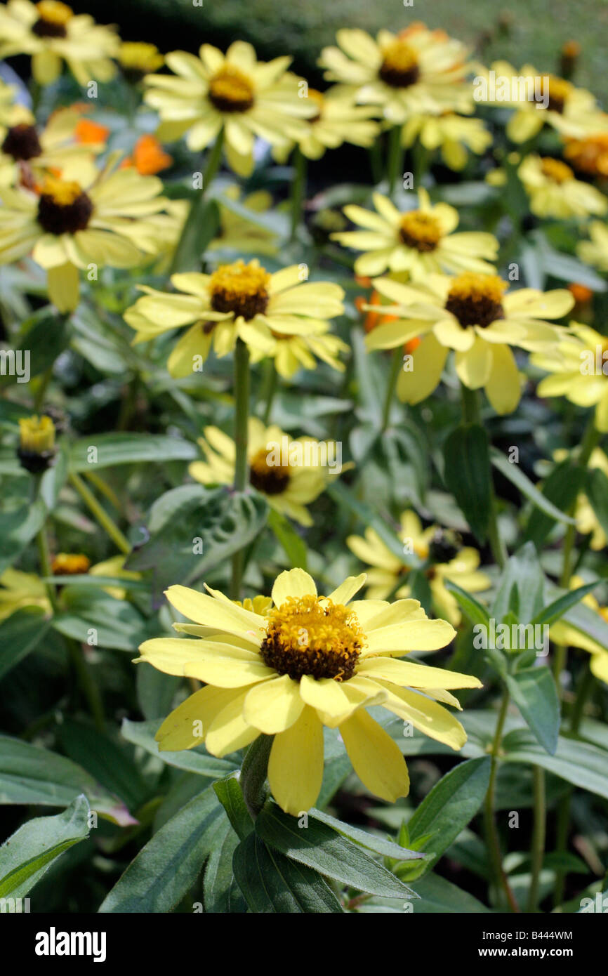 ZINNIA HYBRIDA PROFUSION SERIES Stock Photo - Alamy