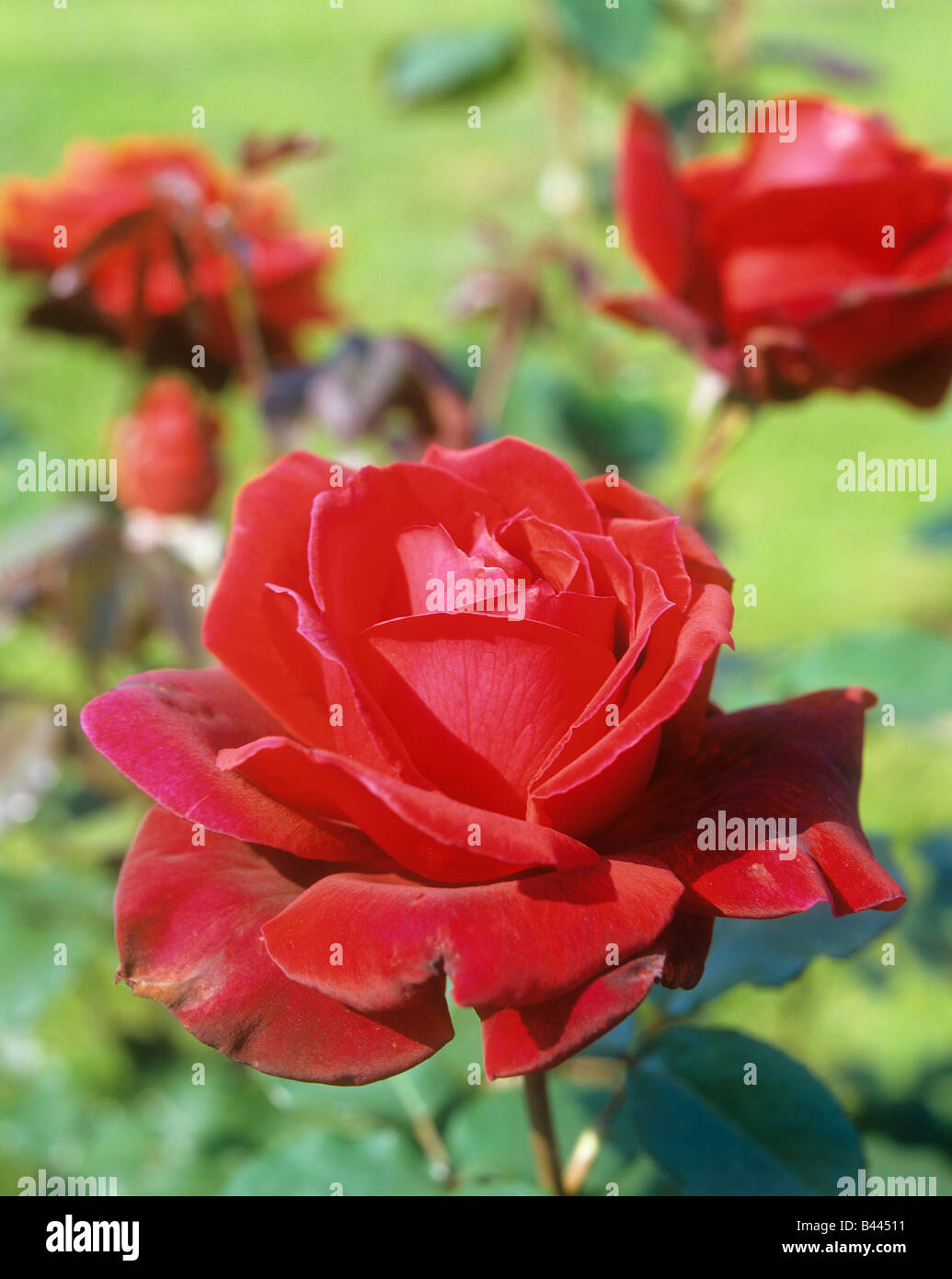rose - blossom Stock Photo - Alamy