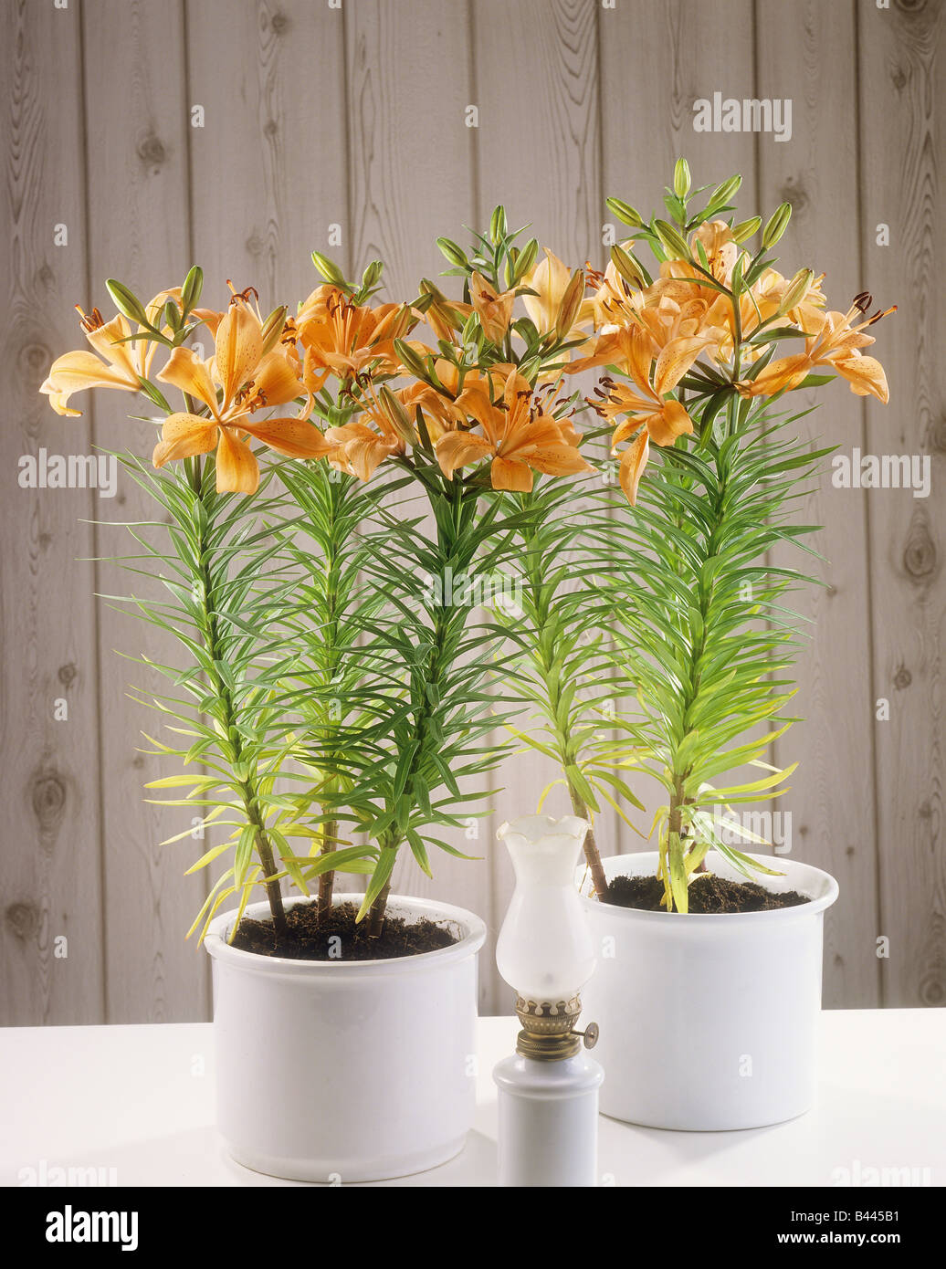 Lilies 2 hi-res stock photography and images - Alamy