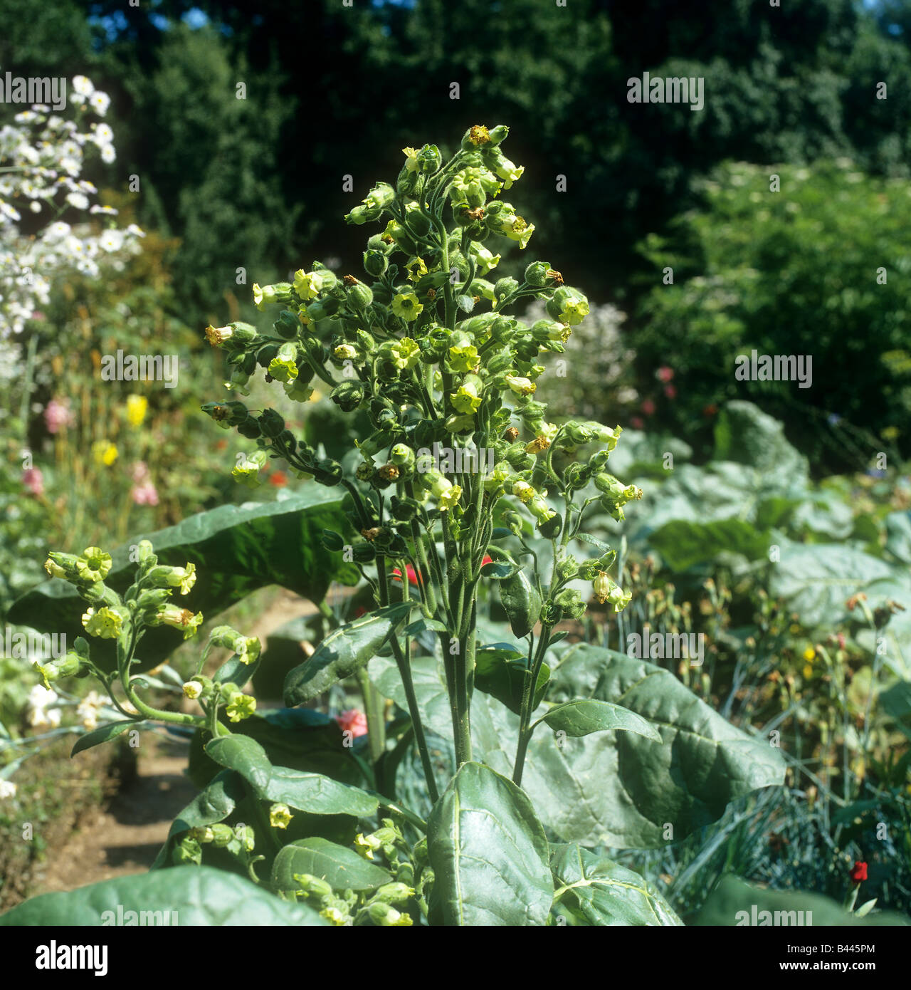 Tobacco plant garden hi-res stock photography and images - Alamy