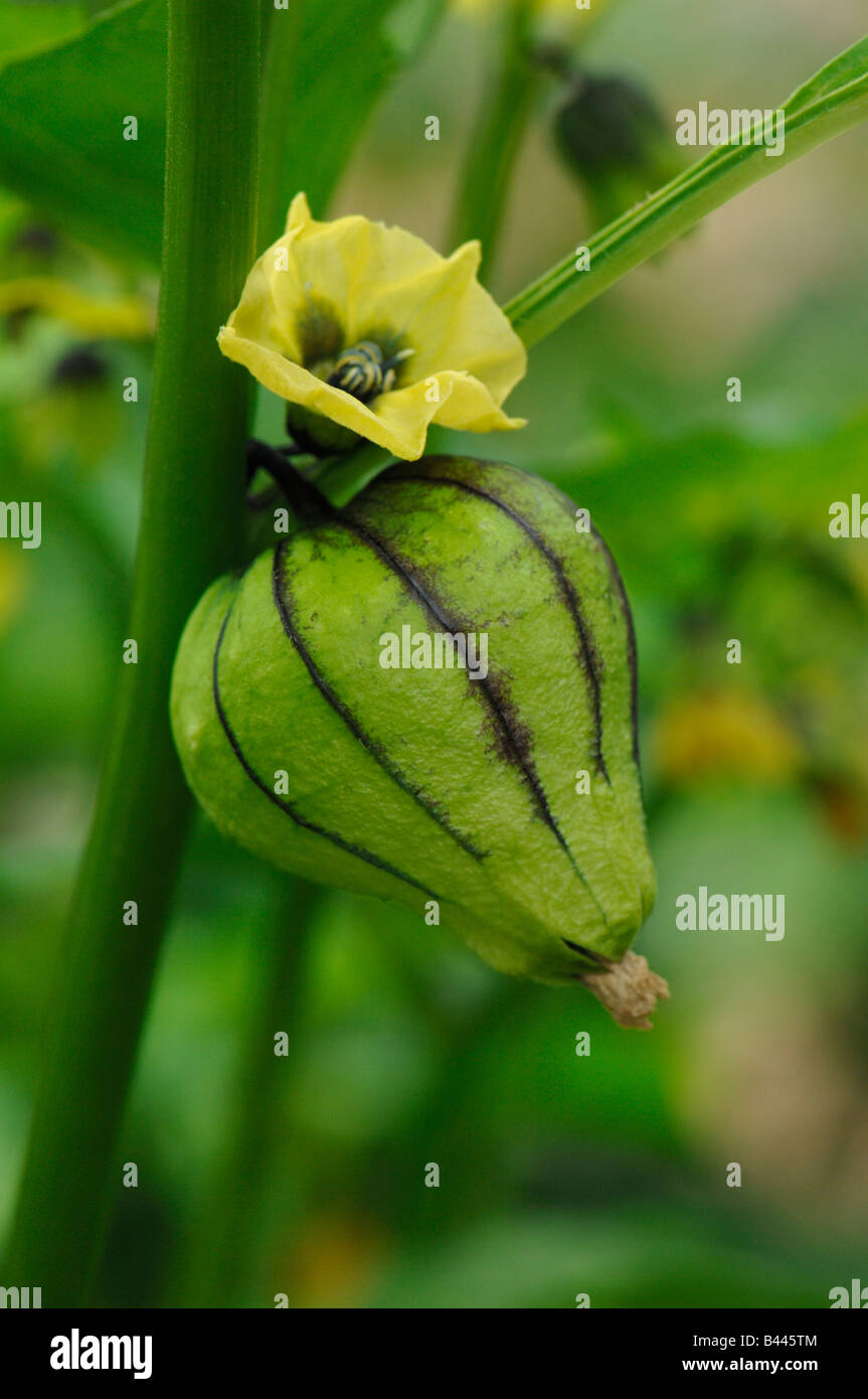Tomatillo plant hi-res stock photography and images - Alamy