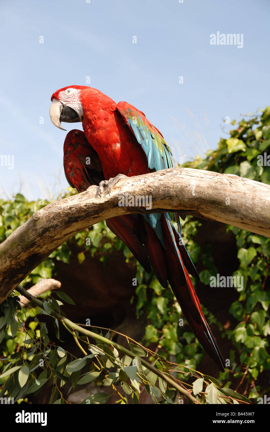 Macaw parrot hi-res stock photography and images - Alamy