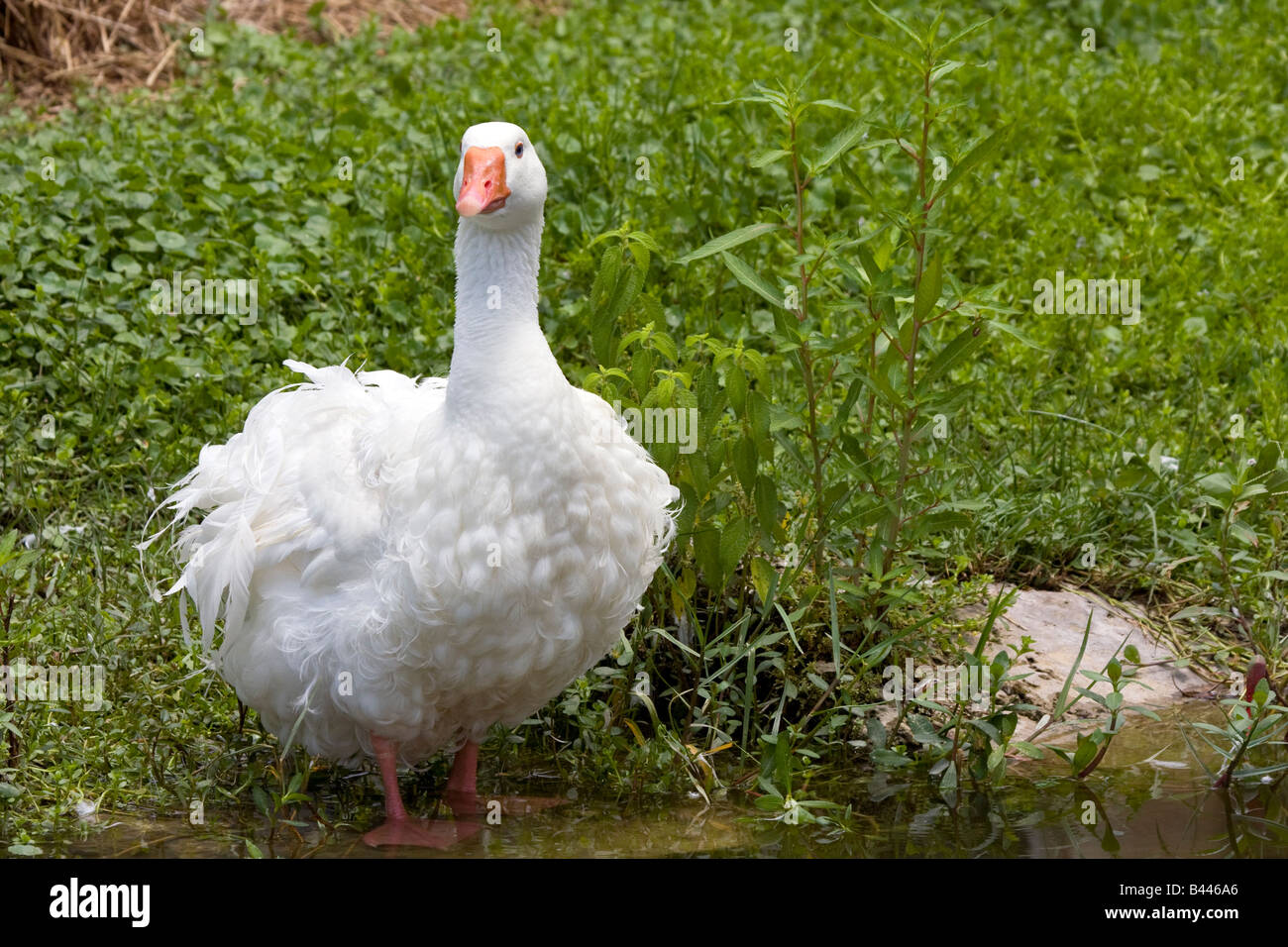 Sebastopol Goose beside pond Stock Photo - Alamy