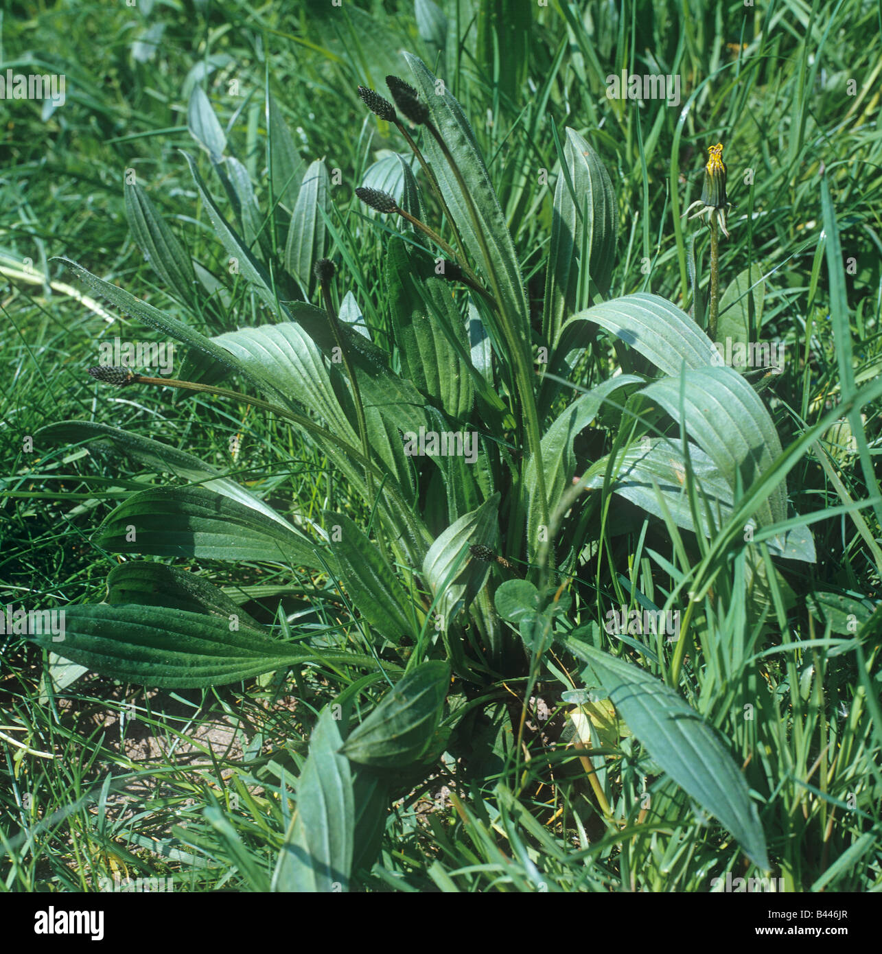 Ribwort plantain hi-res stock photography and images - Alamy
