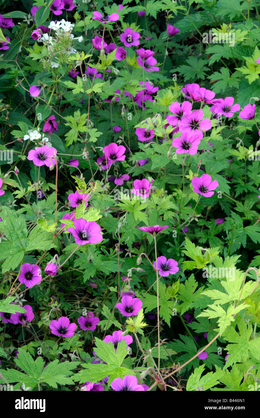 GERANIUM ANNE FOLKARD AGM Stock Photo - Alamy