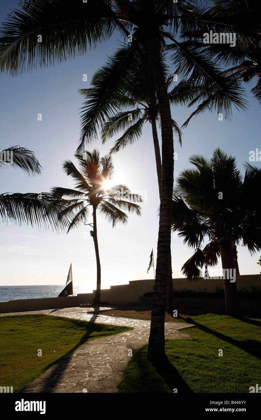 Palm tree walk way hi-res stock photography and images - Alamy