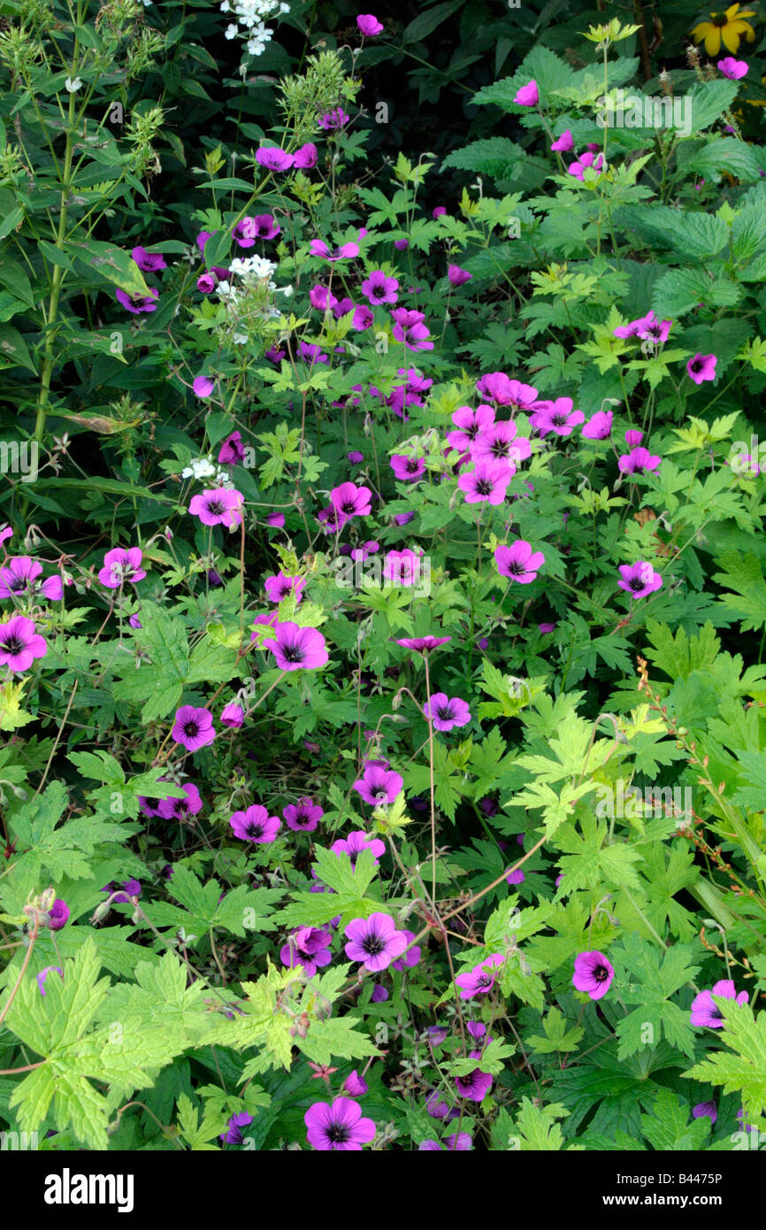 GERANIUM ANNE FOLKARD AGM Stock Photo - Alamy