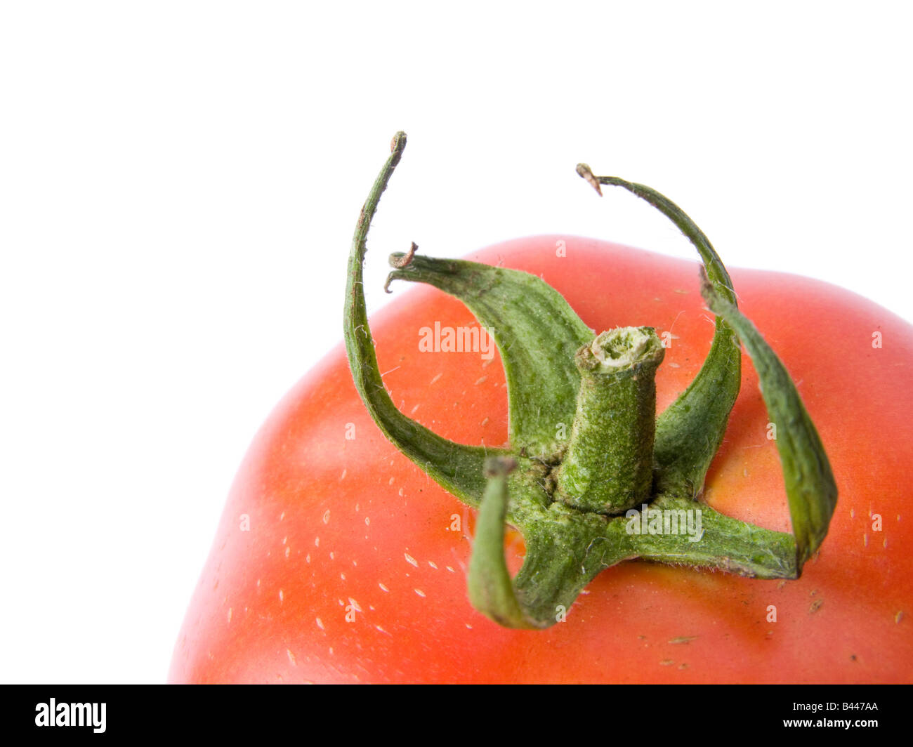 Close up of a tomato Stock Photo - Alamy