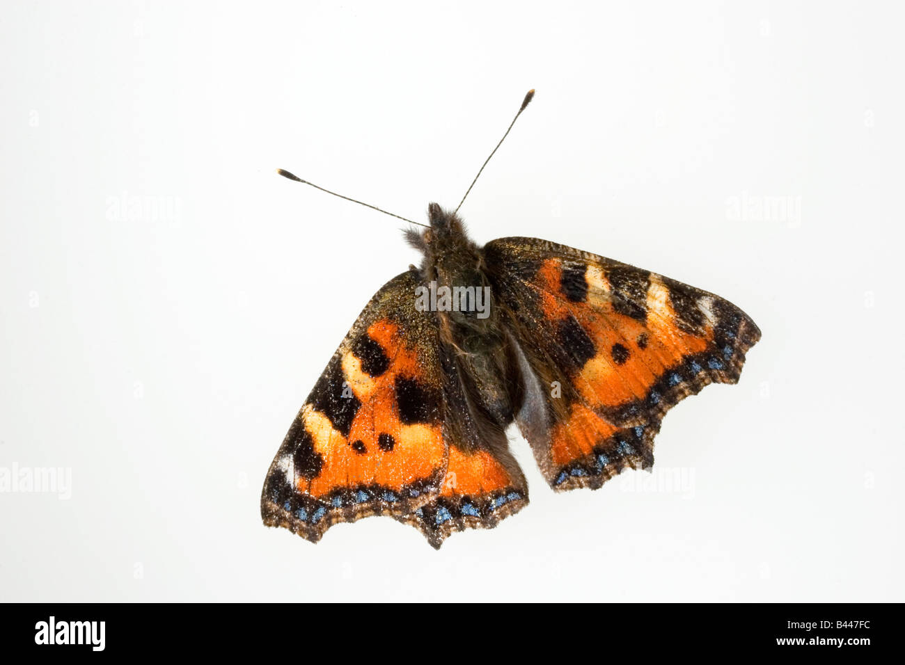Small Tortoiseshell Butterfly Aglias urticae Stock Photo - Alamy