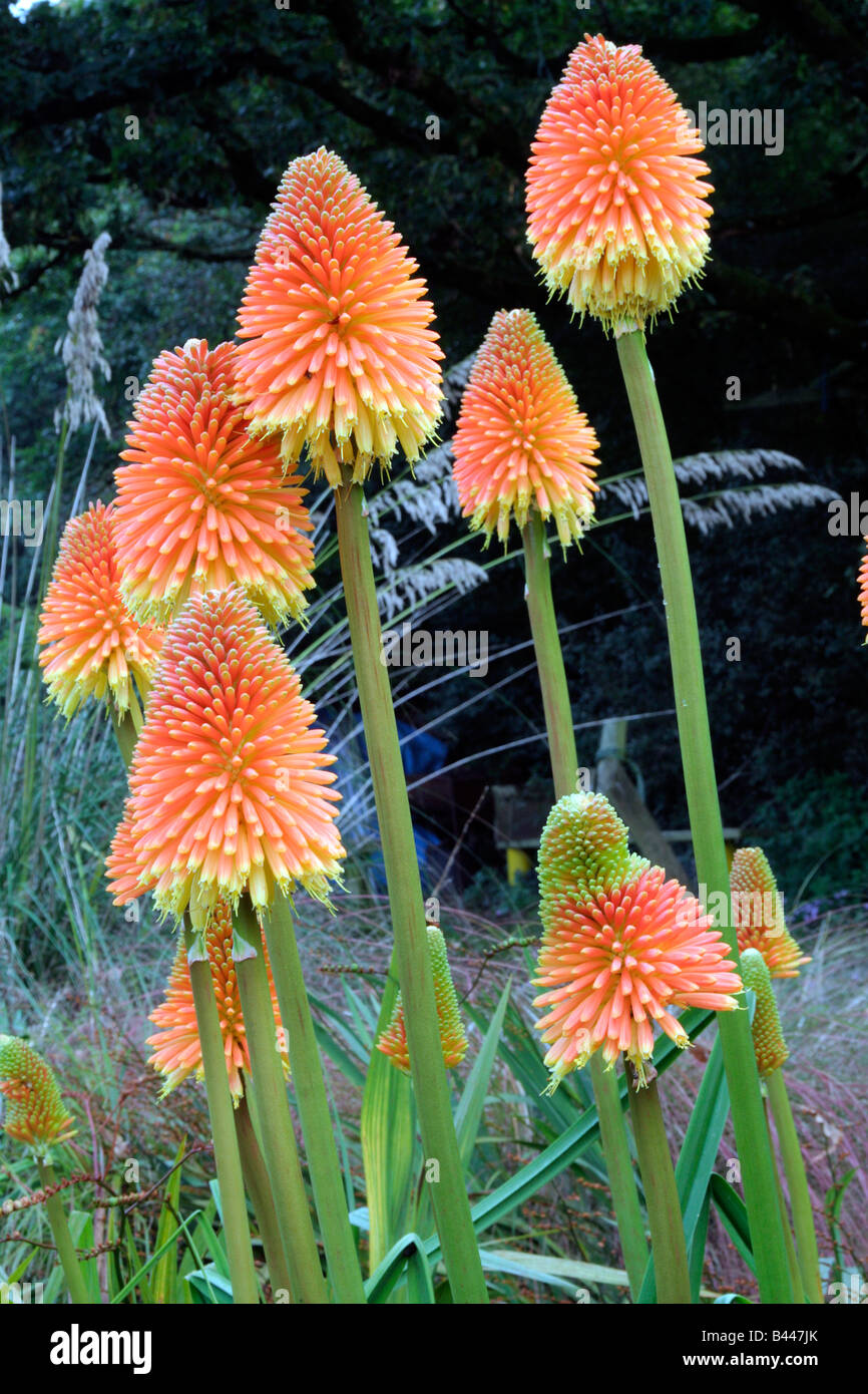 Kniphofia rooperi hi-res stock photography and images - Alamy