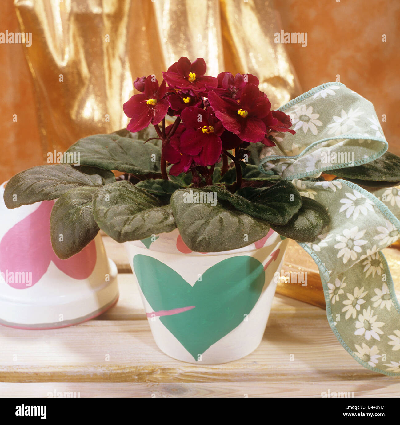 African violets indoors hi-res stock photography and images - Alamy