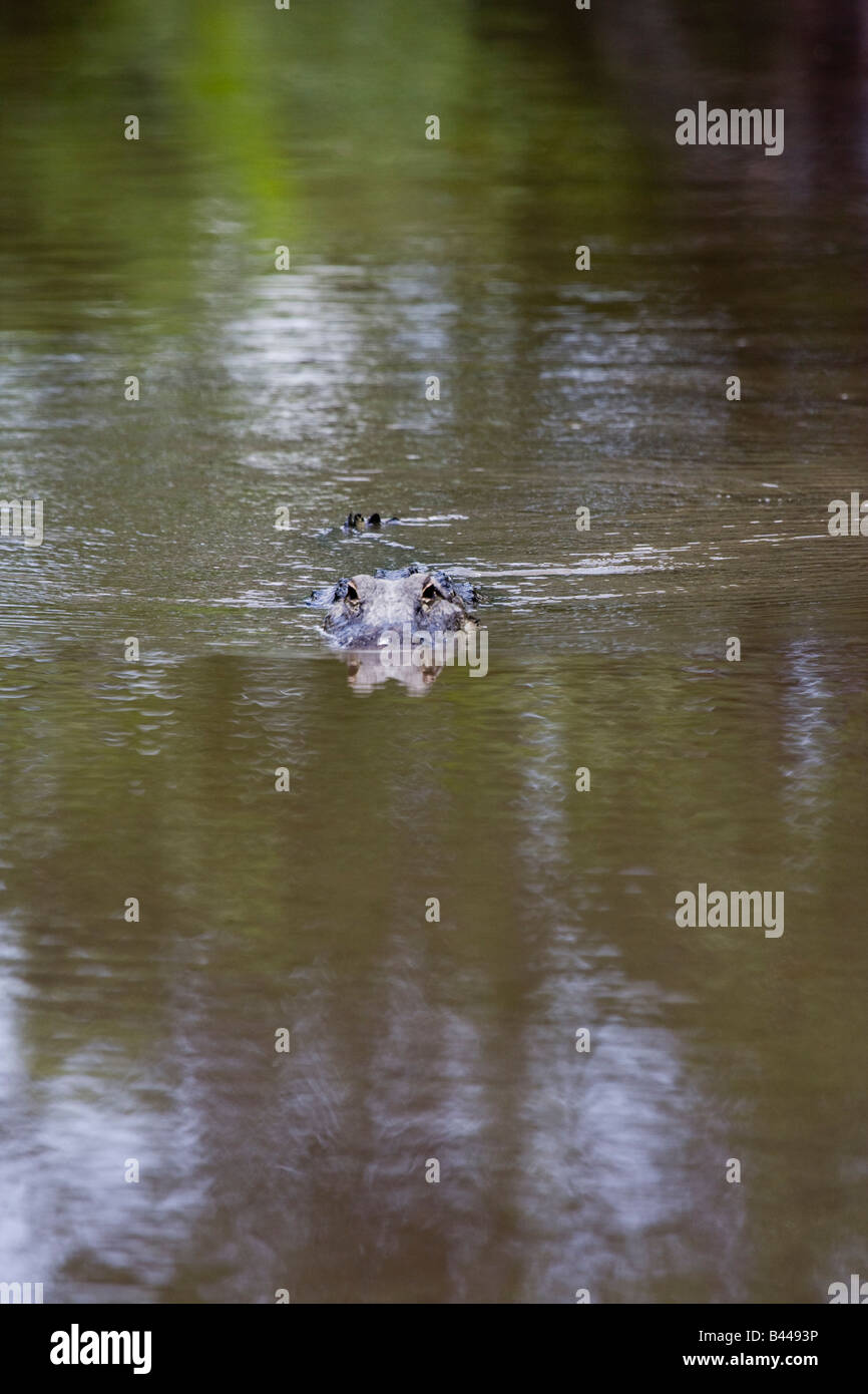 Submerged alligator in Florida Everglades, USA Stock Photo - Alamy