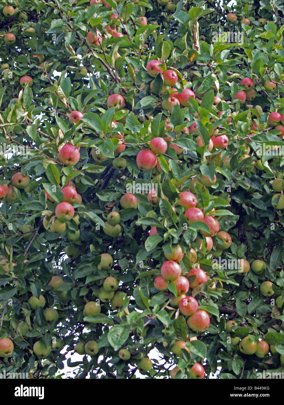 Apple tree, fallen apples hi-res stock photography and images - Alamy