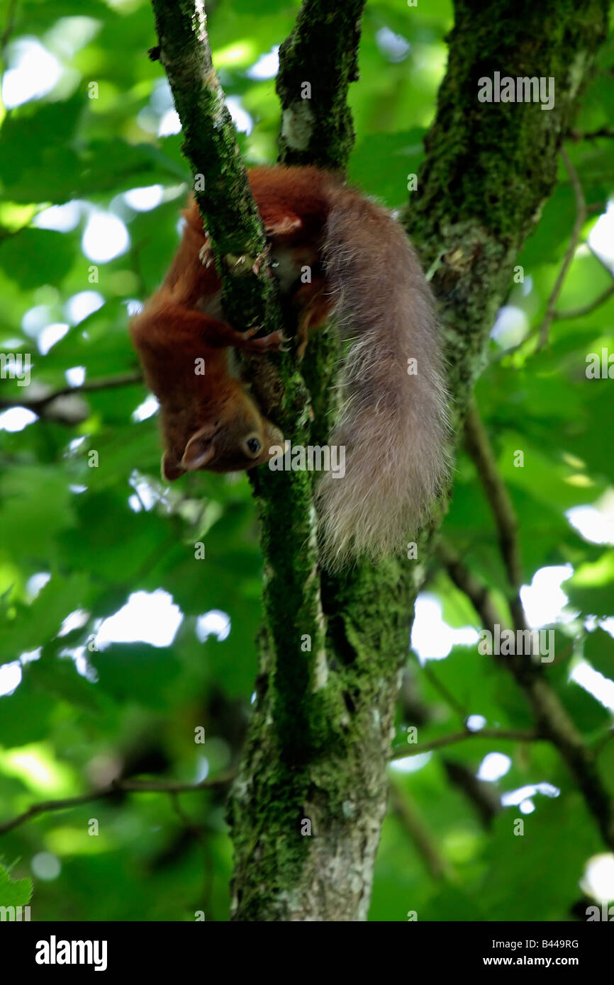 Irish squirrel hi-res stock photography and images - Alamy