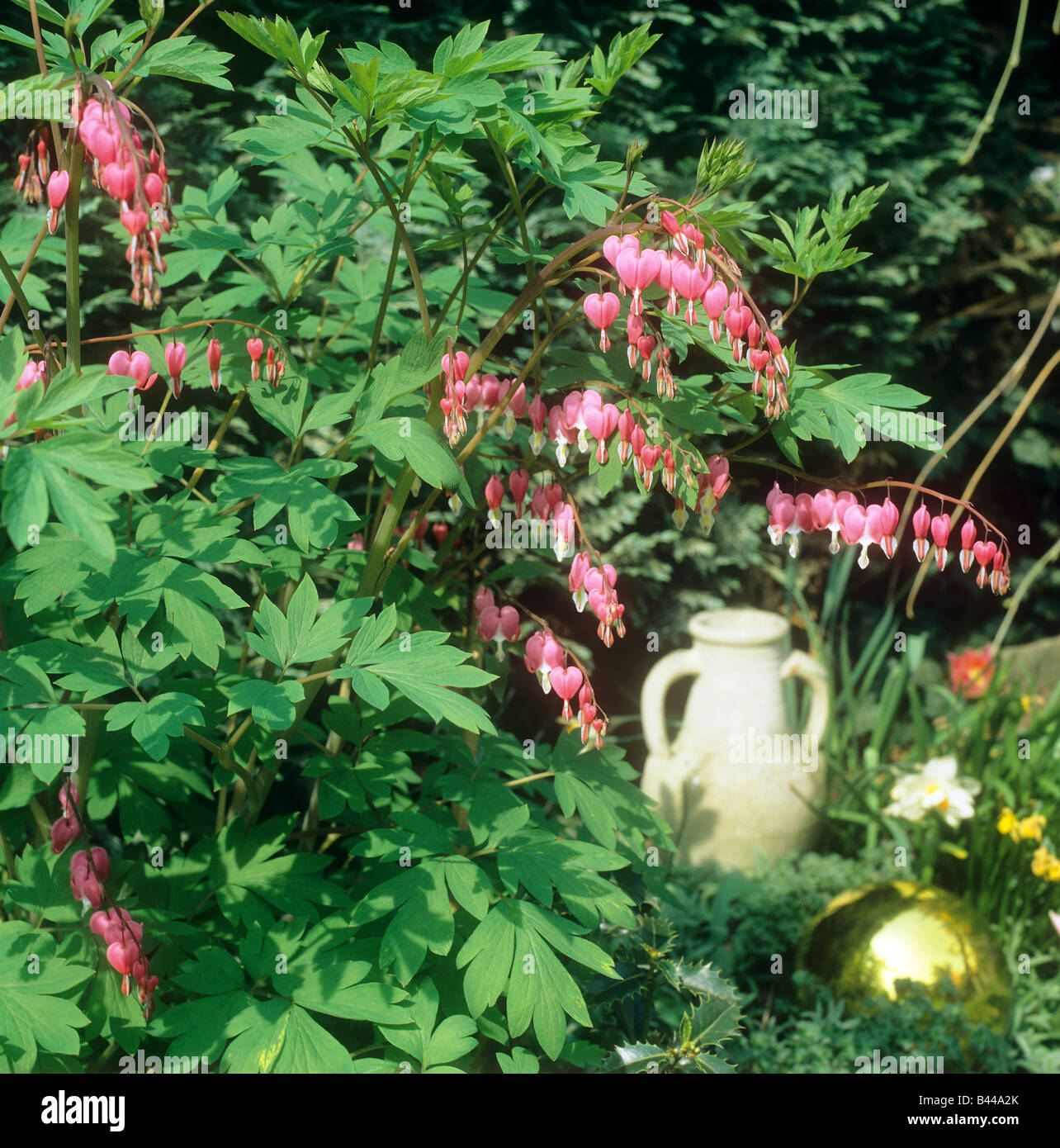 bleeding heart / Dicentra spectabilis Stock Photo - Alamy