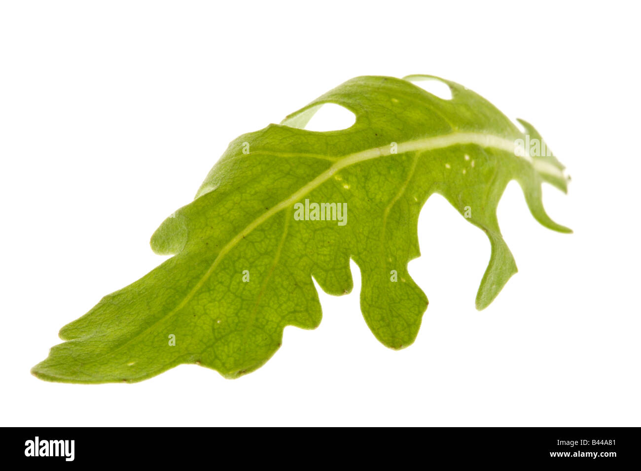 Rocket leaf hi-res stock photography and images - Alamy