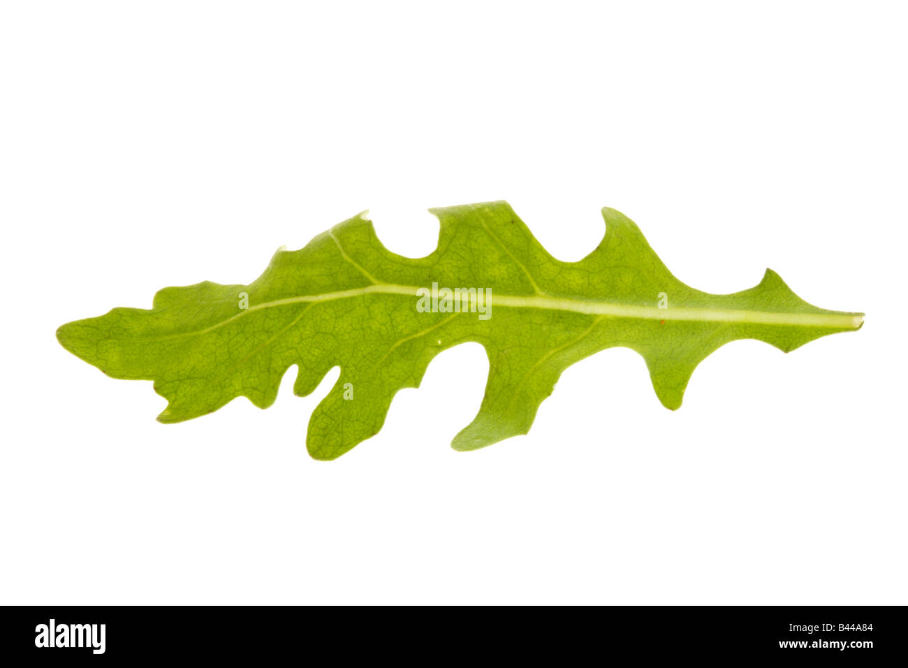 Rocket leaf hi-res stock photography and images - Alamy
