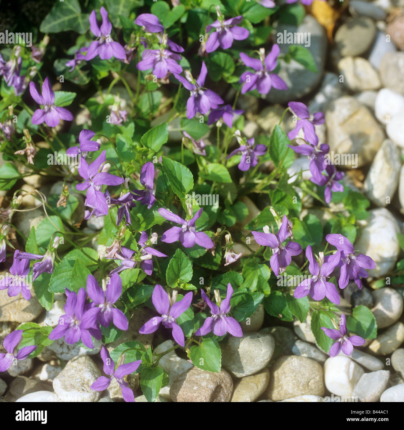 common violet / Viola odorata Stock Photo - Alamy