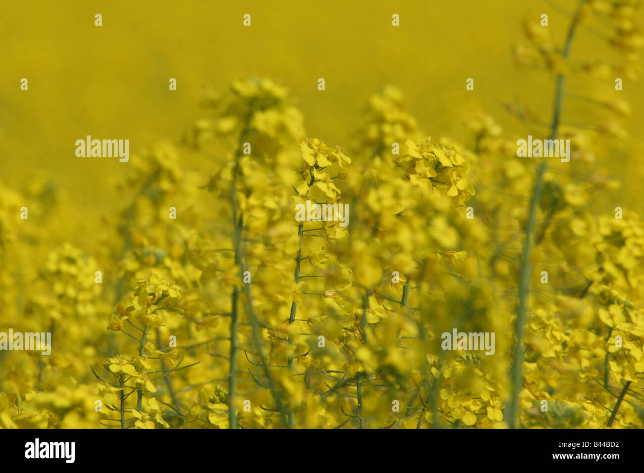fields of yellow rape seed Stock Photo - Alamy