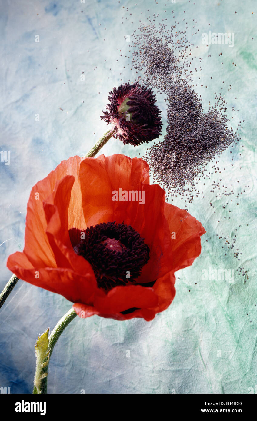 Poppy seeds red flower hi-res stock photography and images - Alamy