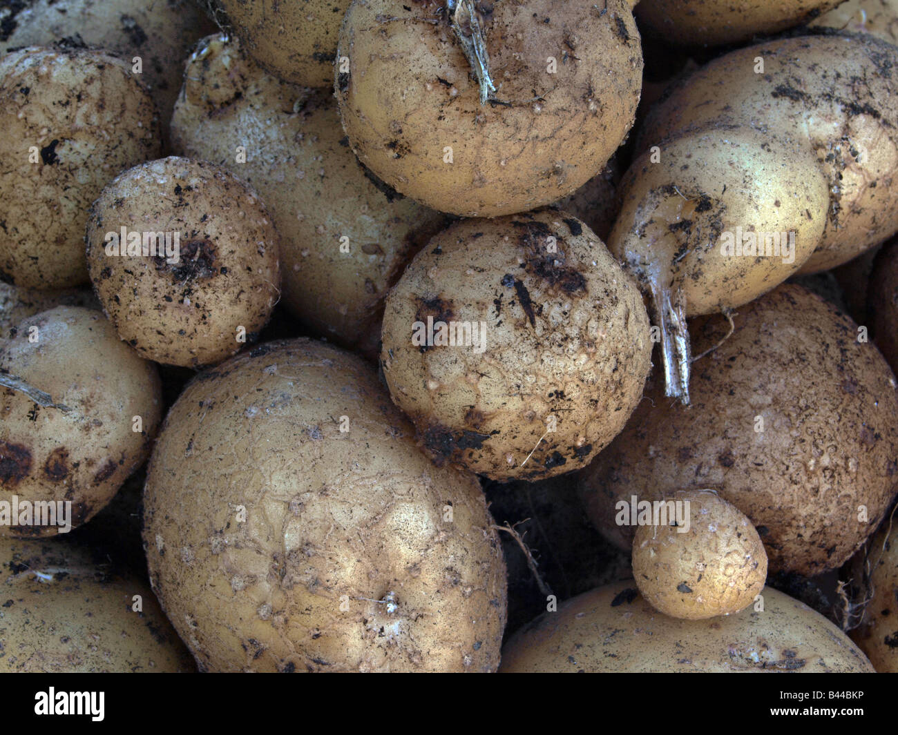 Potato pickers hi-res stock photography and images - Alamy