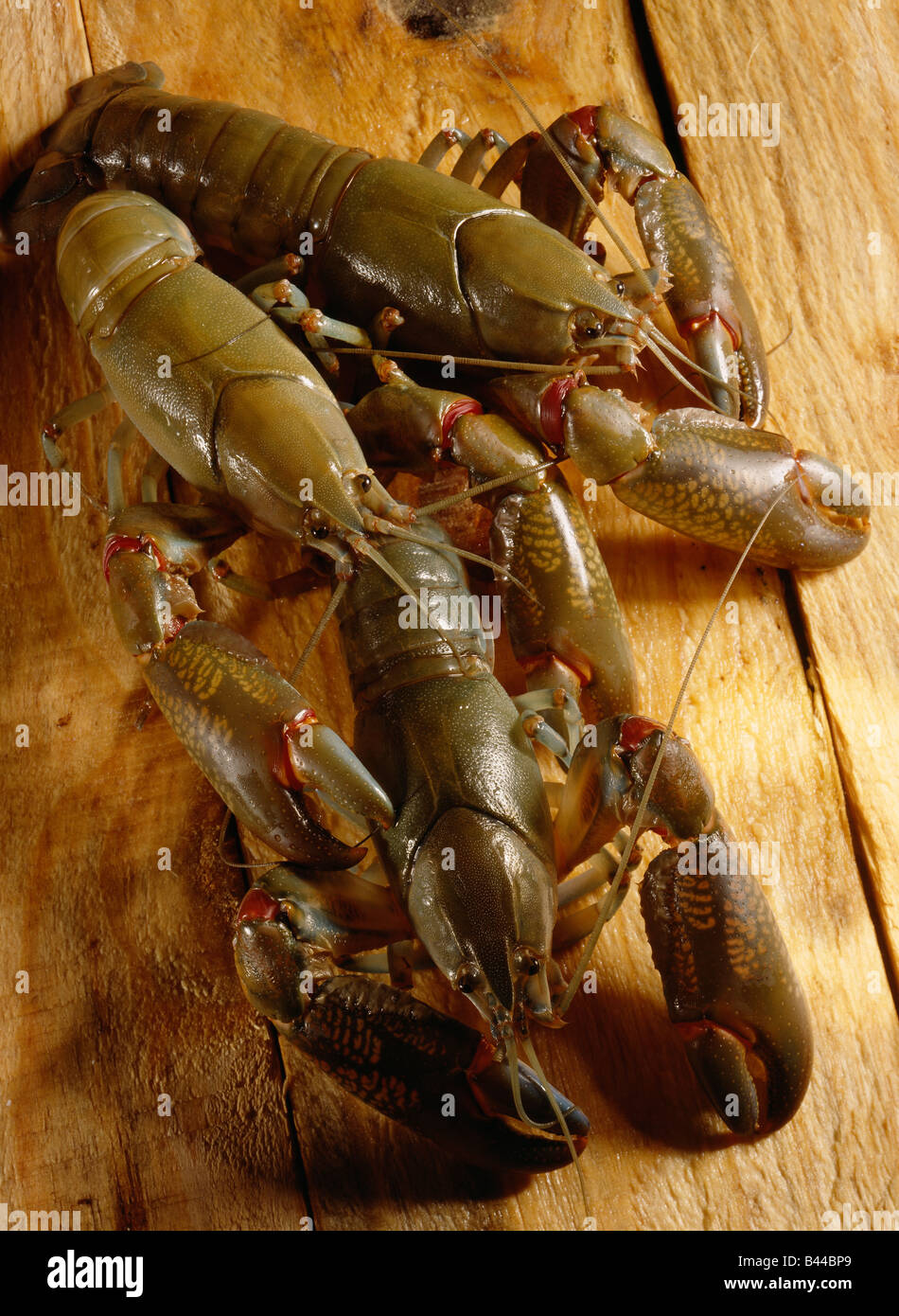 Ground crayfish hi-res stock photography and images - Alamy