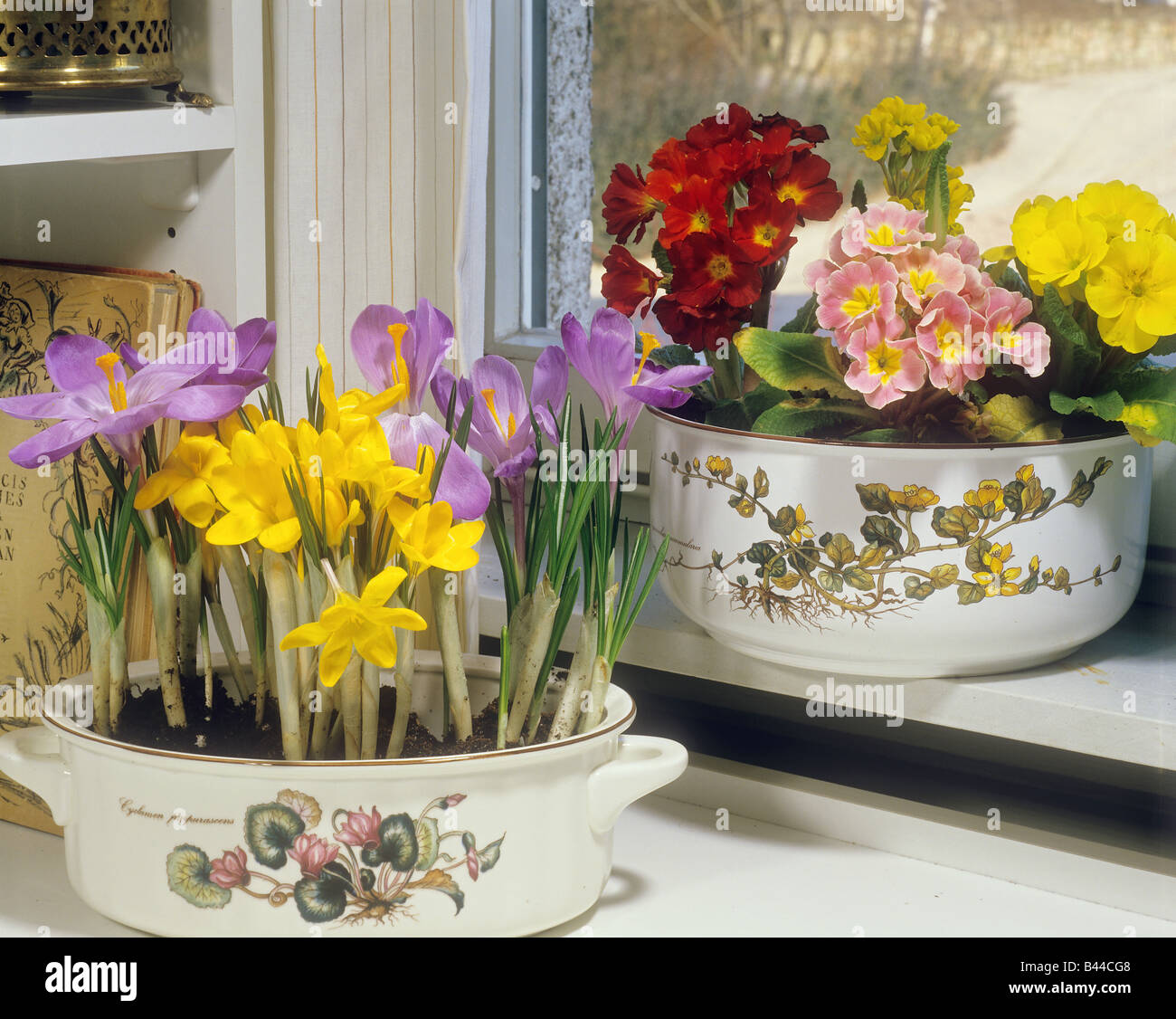 Spring crocus bowl hi-res stock photography and images - Alamy